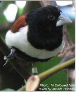 New Zealand Finch Breeders Association - New Zealand Finch Breeders ...
