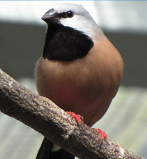 New Zealand Finch Breeders Association - New Zealand Finch Breeders ...