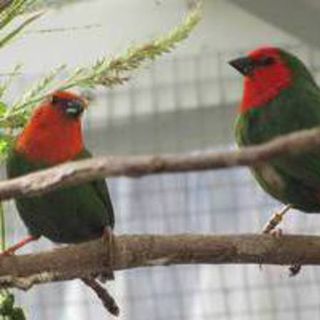 Red Faced Parrot Finch - Erythrura psittacea - Gallery - New Zealand ...