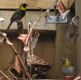 Cuban Finch - Tiaris canora - Gallery - New Zealand Finch Breeders ...