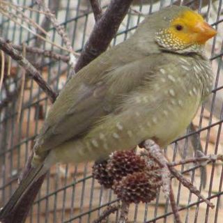 Yellow Faced Star Finch - Neochmia ruficauda - Gallery - New Zealand ...