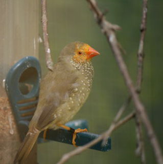 Yellow Faced Star Finch - Neochmia ruficauda - Gallery - New Zealand ...