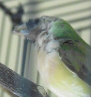 New Zealand Finch Breeders Association