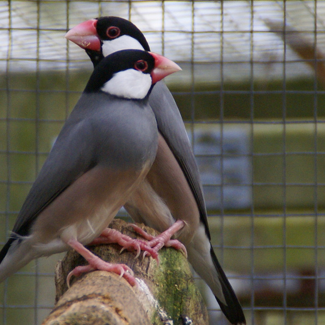 Java Sparrow - Padda oryzivora - Gallery - New Zealand Finch Breeders ...