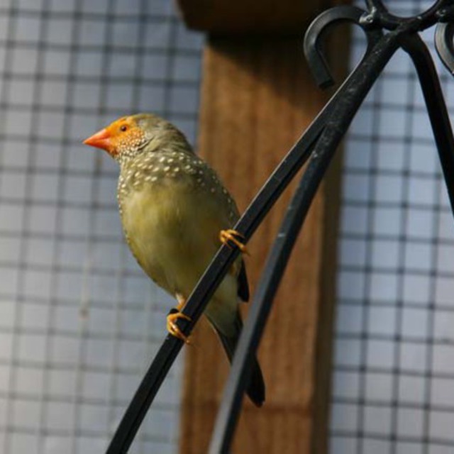 Yellow Faced Star Finch - Neochmia ruficauda - Gallery - New Zealand ...